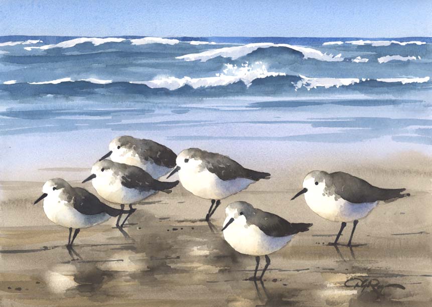 "Snowy Plovers" Watercolor Mastery Workshop – djrogersart.com