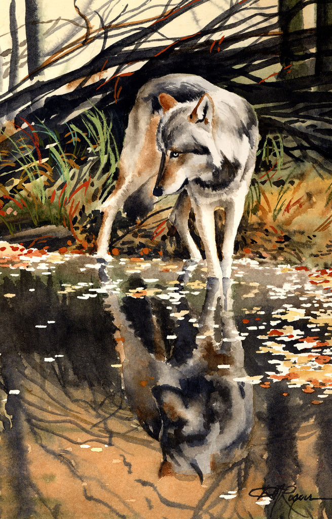 Wolf Reflection – djrogersart.com
